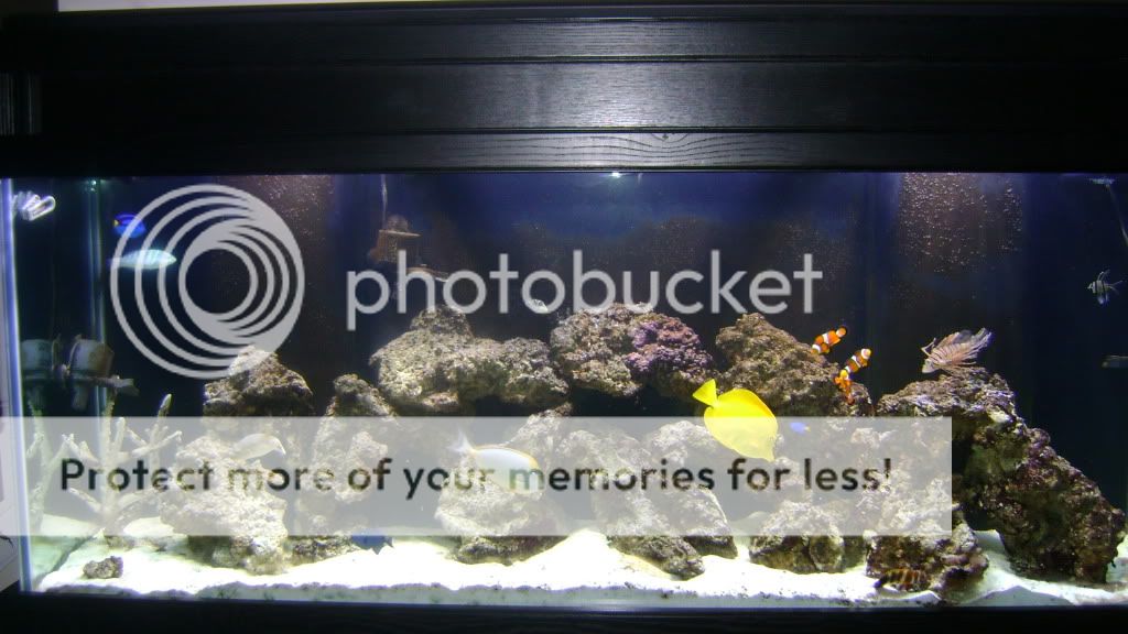 Humu Humu trigger | Saltwaterfish.com Forums for Fish Lovers!