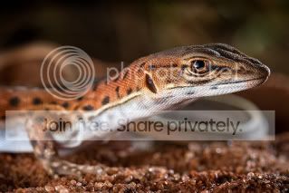 an A to Z of varanid species (Monitor Lizards) with photos | Reptile Forums