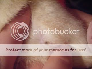 weird hole in skin - cyst? | The Rat Shack - Pet Rat Forum